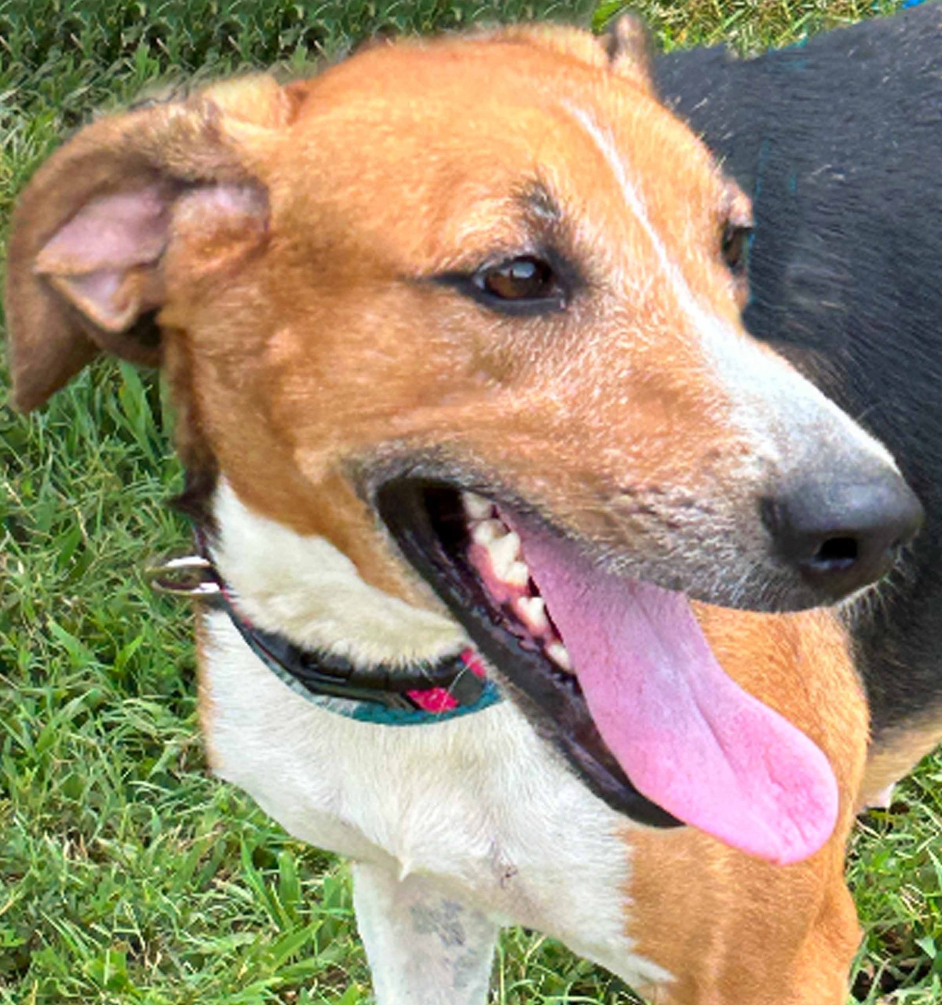 Gone to the Dogs - Gone to the Dogs Rescue