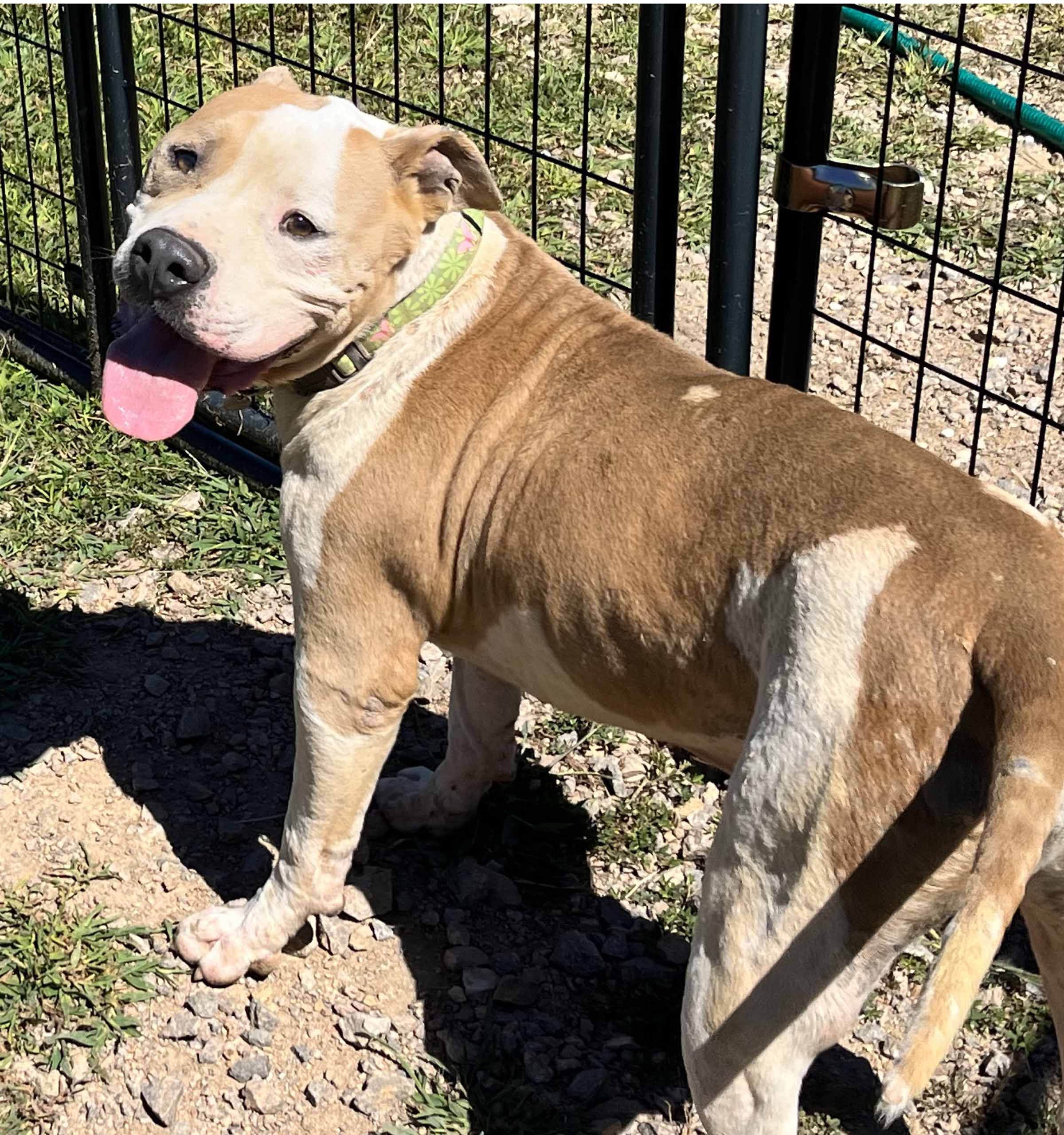 Gone to the Dogs - Gone to the Dogs Rescue