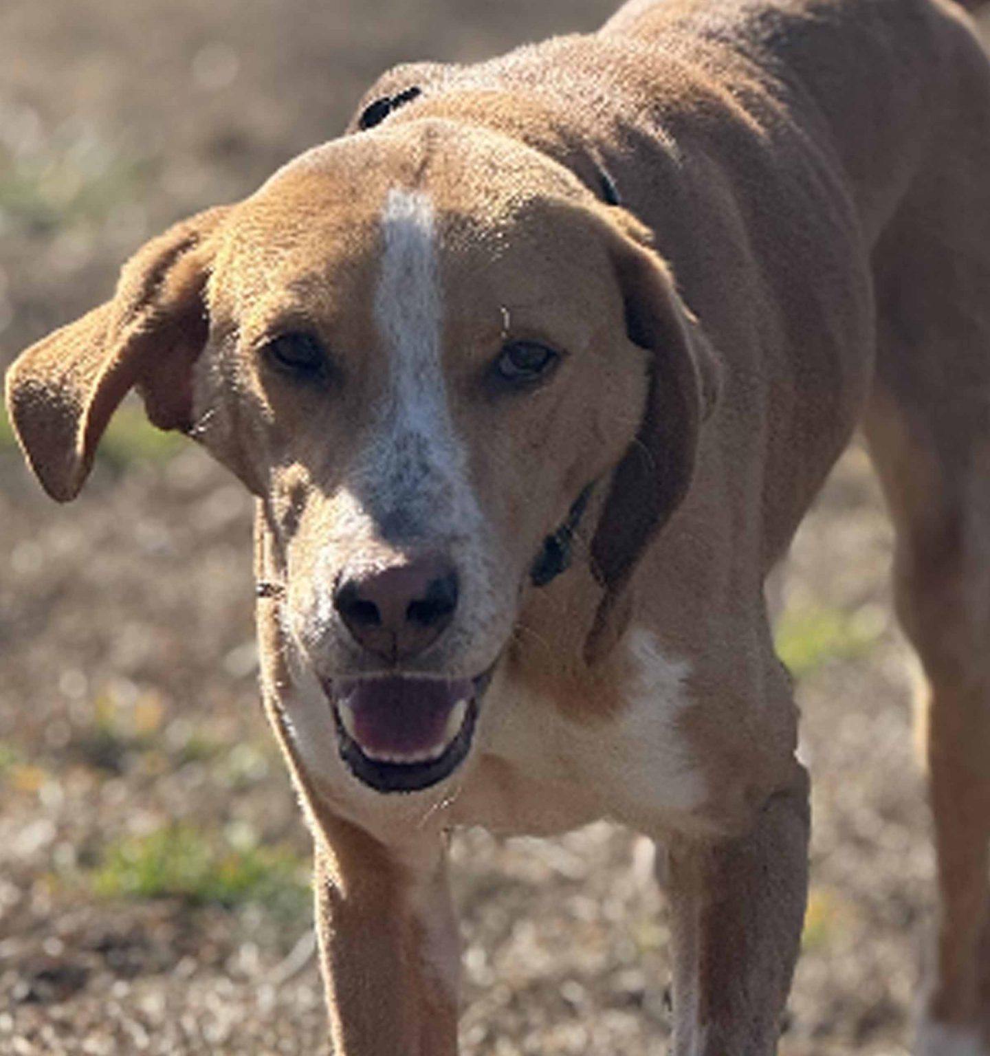 Gone to the Dogs - Gone to the Dogs Rescue