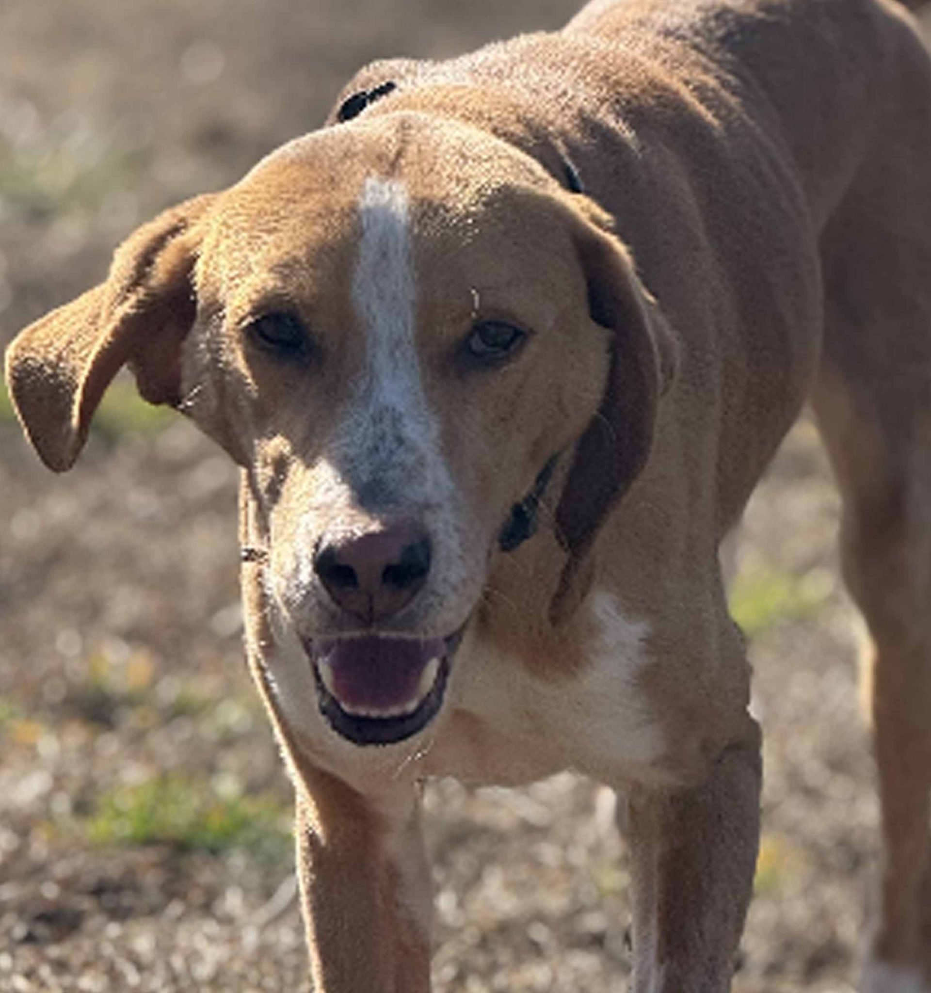 Gone to the Dogs - Gone to the Dogs Rescue