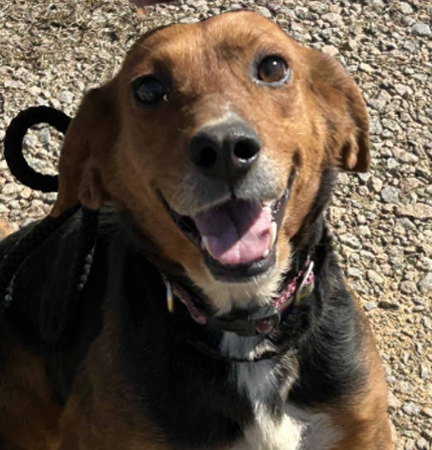 Gone to the Dogs - Gone to the Dogs Rescue